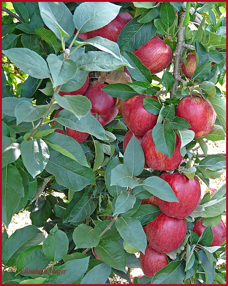 A Perfect Apple – ginger lee thomason